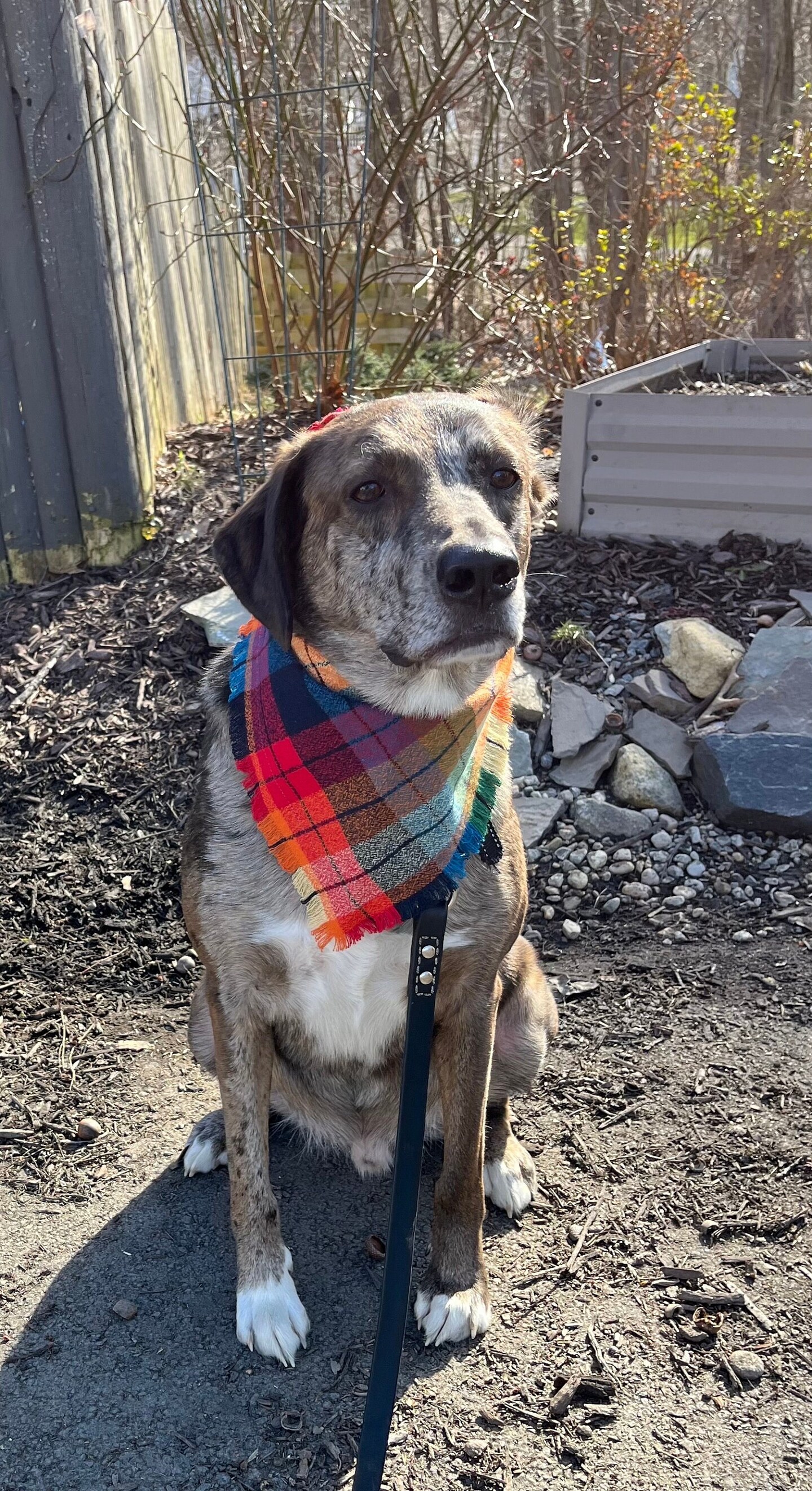 Dog bandana scarf store