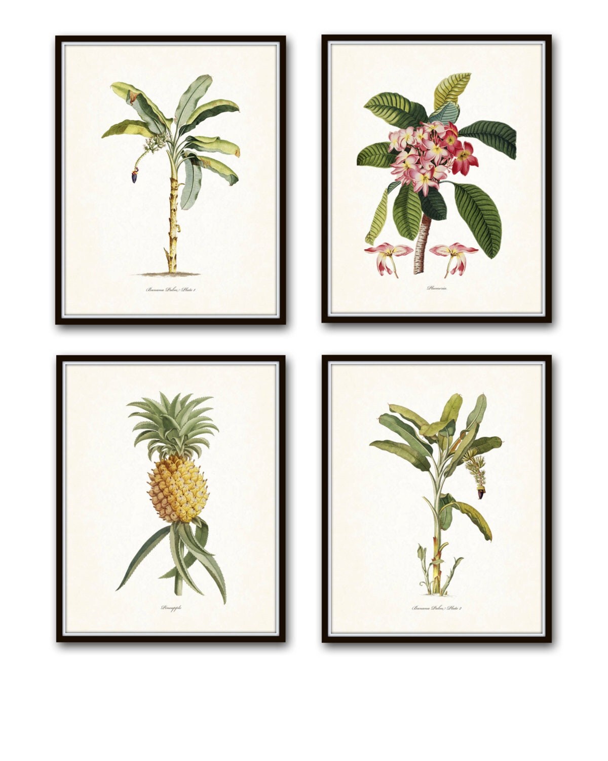 Vintage Tropical Botanical Print Set No. 1, Giclee Prints, Pineapple ...