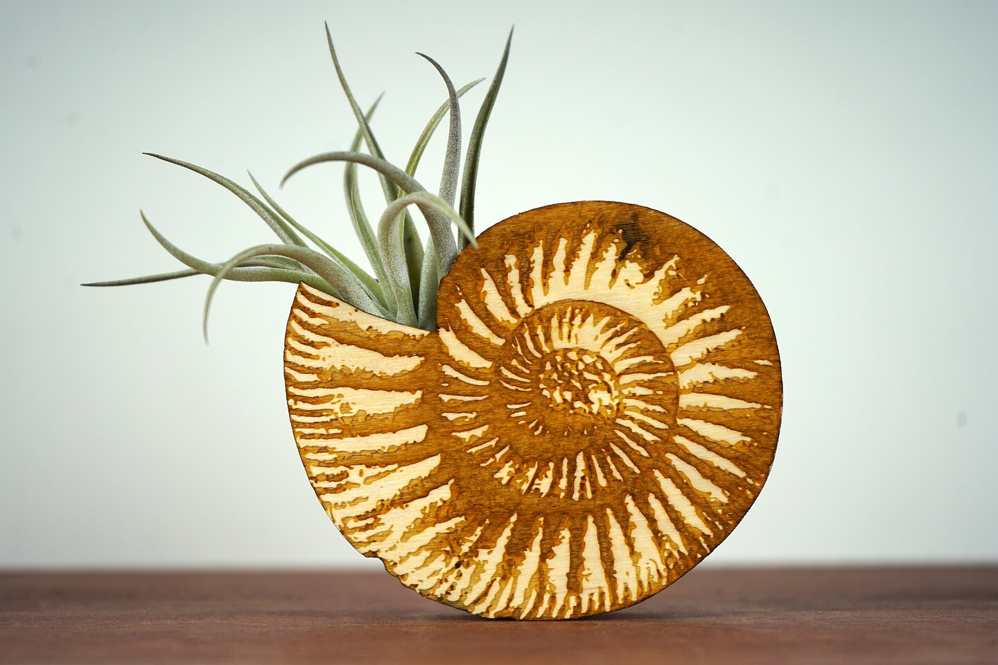 Ammonite Shell Air Plant Holder | MakerPlace by Michaels
