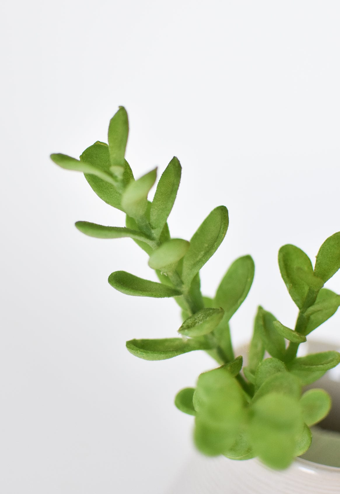8.5" Faux Mini Jade Succulent Pick | Floral Stems | Michaels