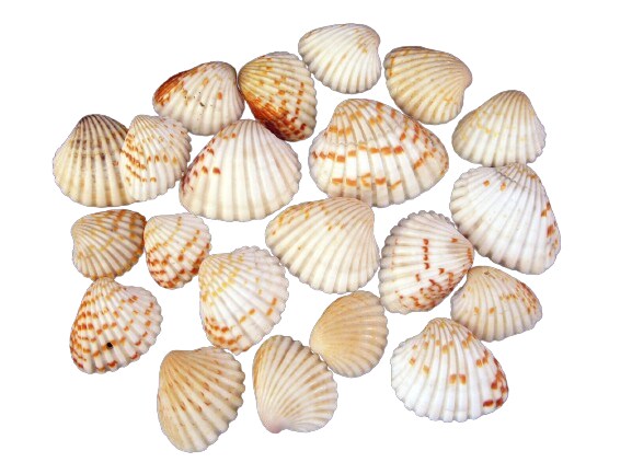 Decorative Ark Shells Set of 25 | Michaels