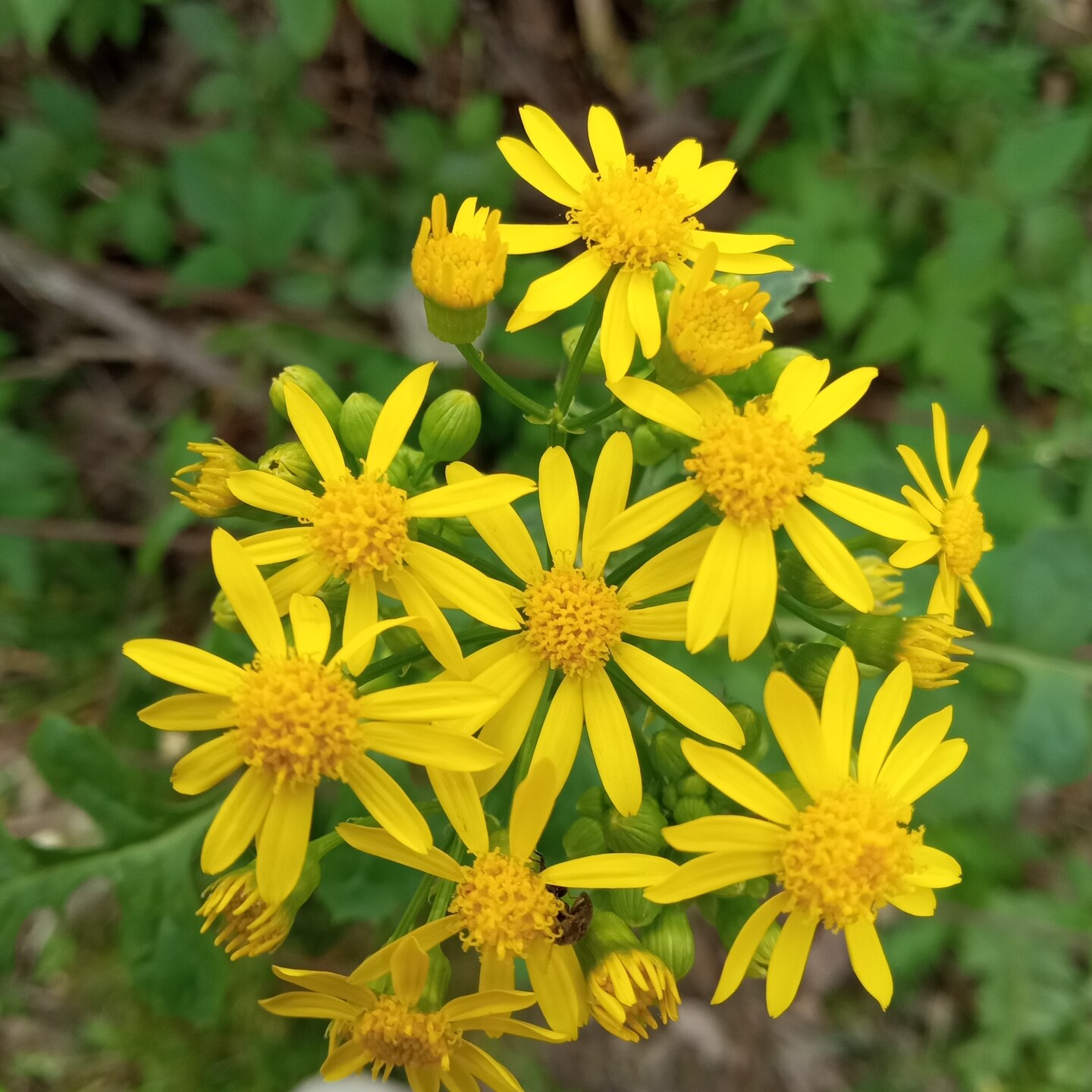 Original images | Storefront | Michaels