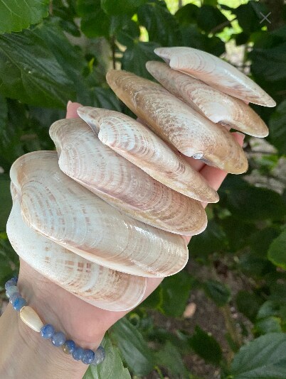 6-7 Florida Sun Ray Venus Clam Seashell Halves (Macrocallista nimbosa ...