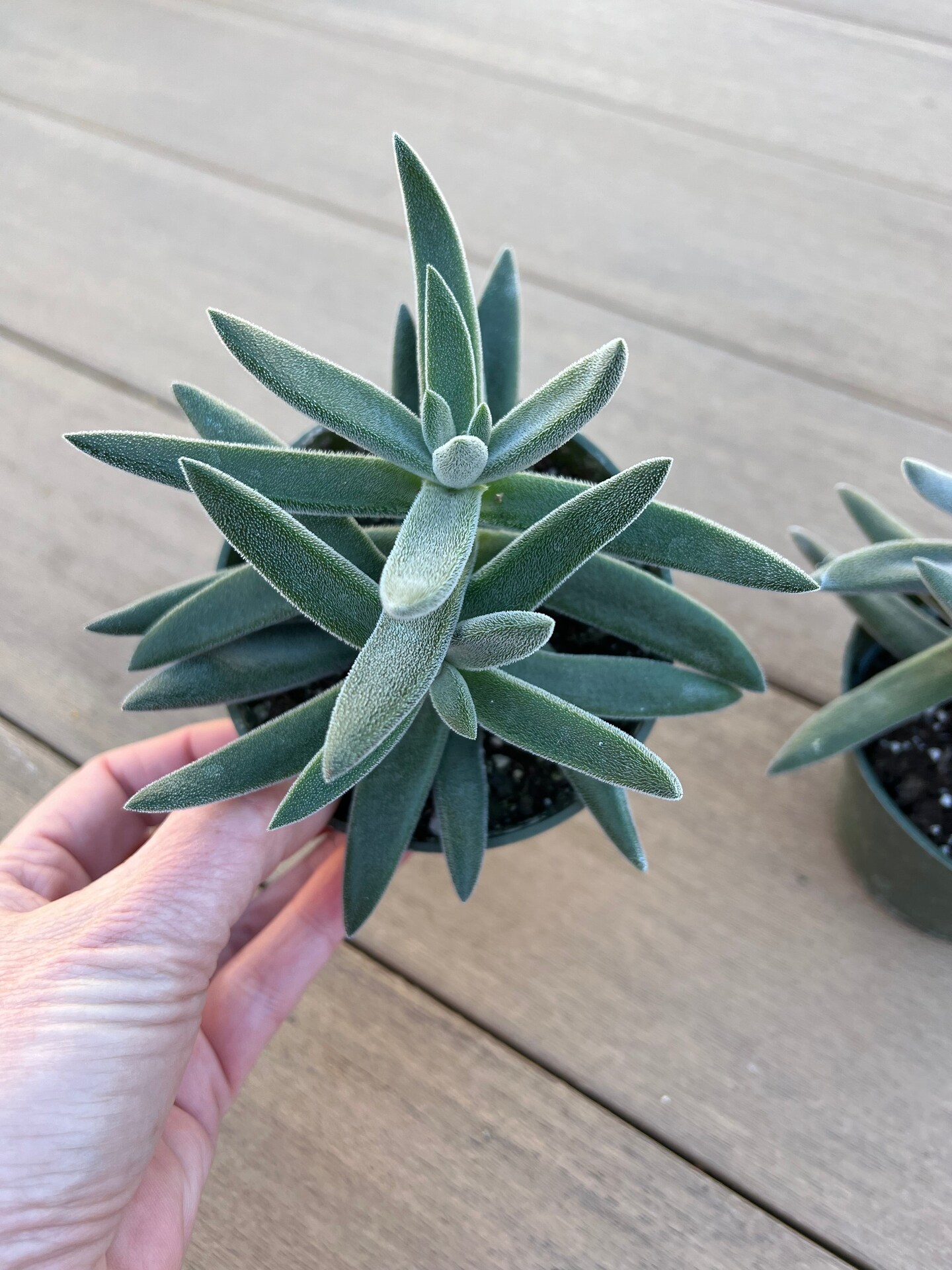 Crassula mesembryanthemoides 'Tenelli', Succulent, 4” | MakerPlace by ...
