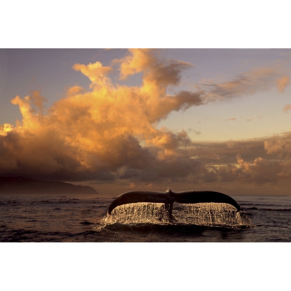 Humpback Whale Tail In Water Southeast Ak Digital Original Summer ...