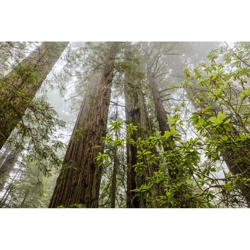 Redwood Trees In Fog Redwood National And State Parks; California ...