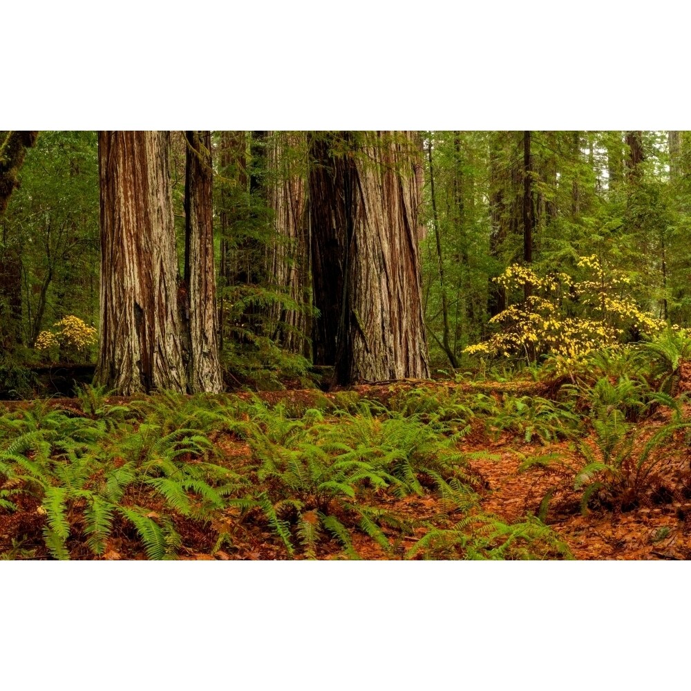 Giant Redwood Trees And Ferns Leaves In A Forest Humboldt Redwoods ...