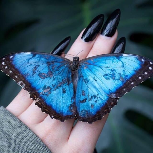 TheButterflyBabe | Storefront | Michaels