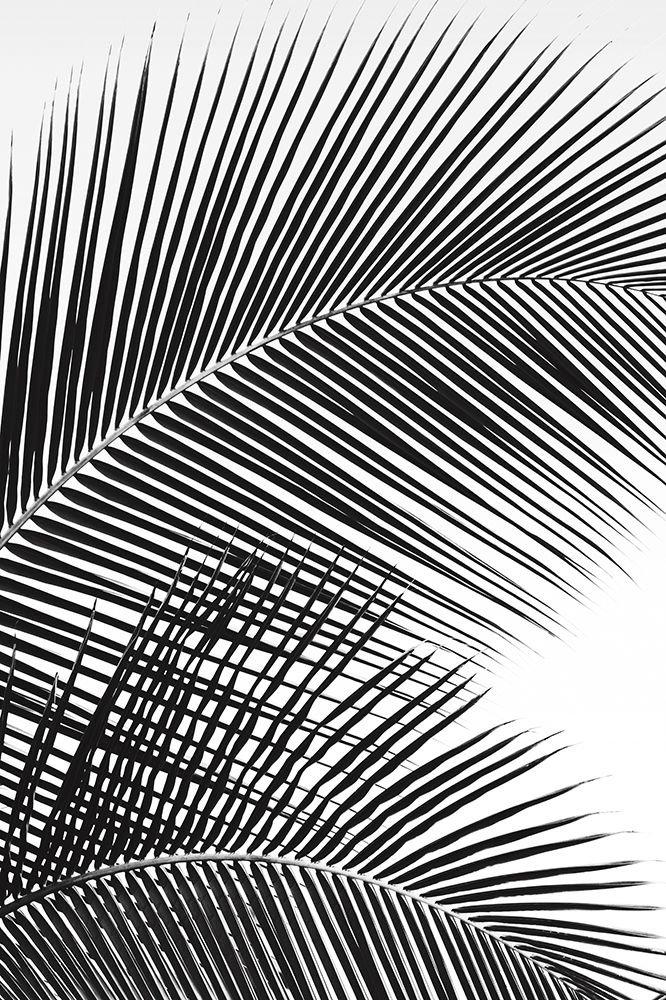 Tropical Fan Poster Print by Dennis Frates - Item # VARPDXPOD60495 ...