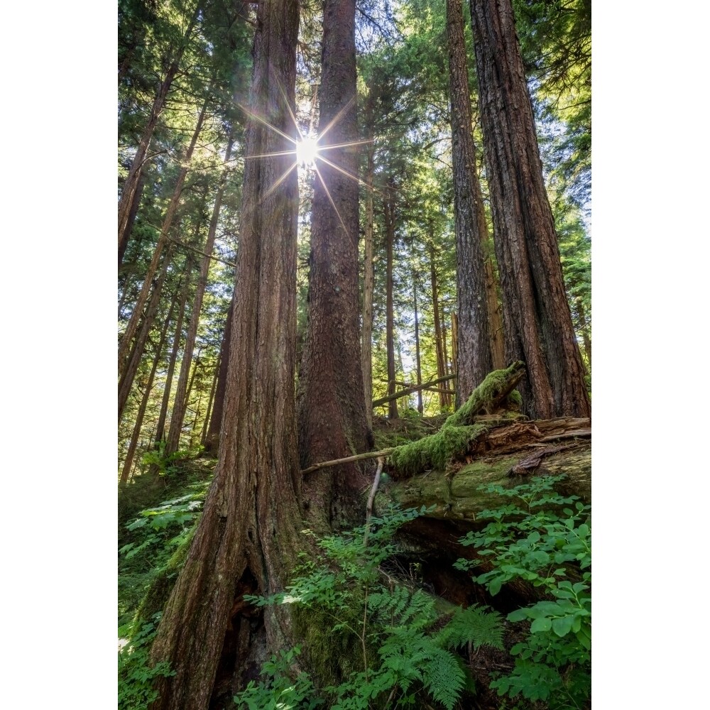 Old Growth Forest With Sunburst Sitka Spruce And Hemlock Trees Tongass ...