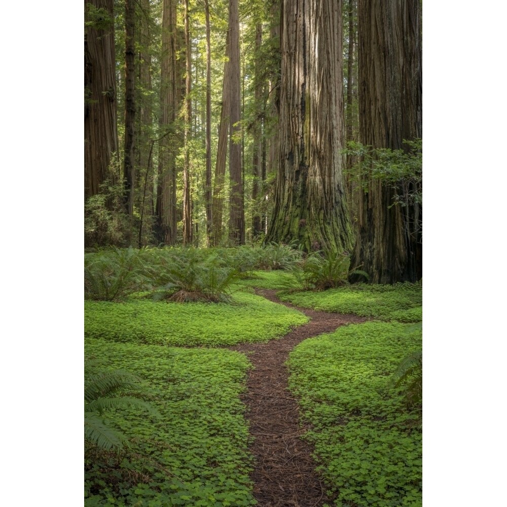 Usa California Jedediah Smith Redwoods State Park. Redwood Trees ...