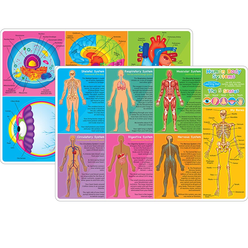 Smart Poly™ Learning Mat, 12" x 17", Double-Sided, Human Body Systems ...