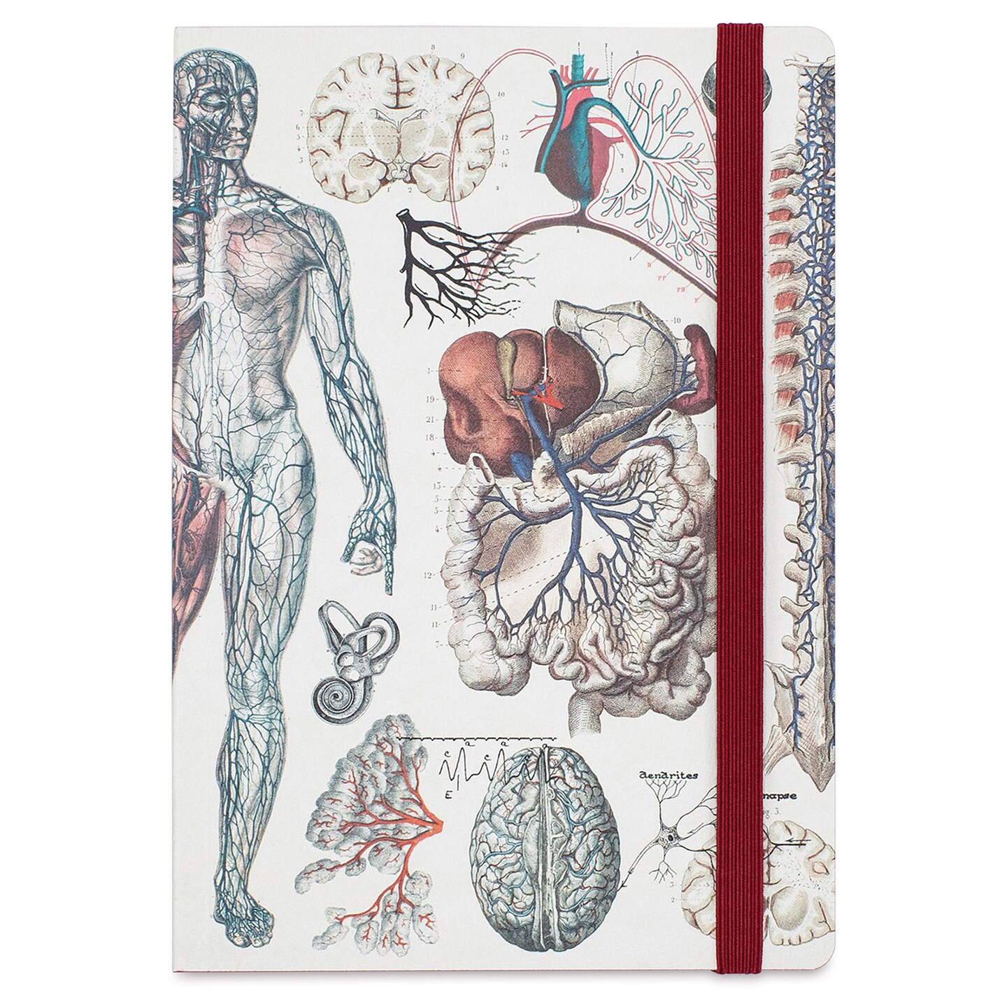 Cognitive Surplus Analysis Softcover Notebook - Anatomy, A5 | Michaels
