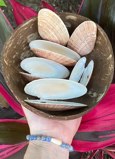 6-7 Florida Sun Ray Venus Clam Seashell Halves (Macrocallista nimbosa ...