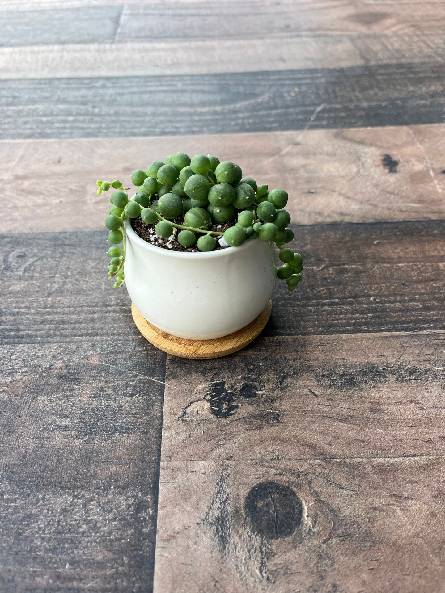 Sweet Pea - String of Pearls Potted Live Succulent | MakerPlace by Michaels