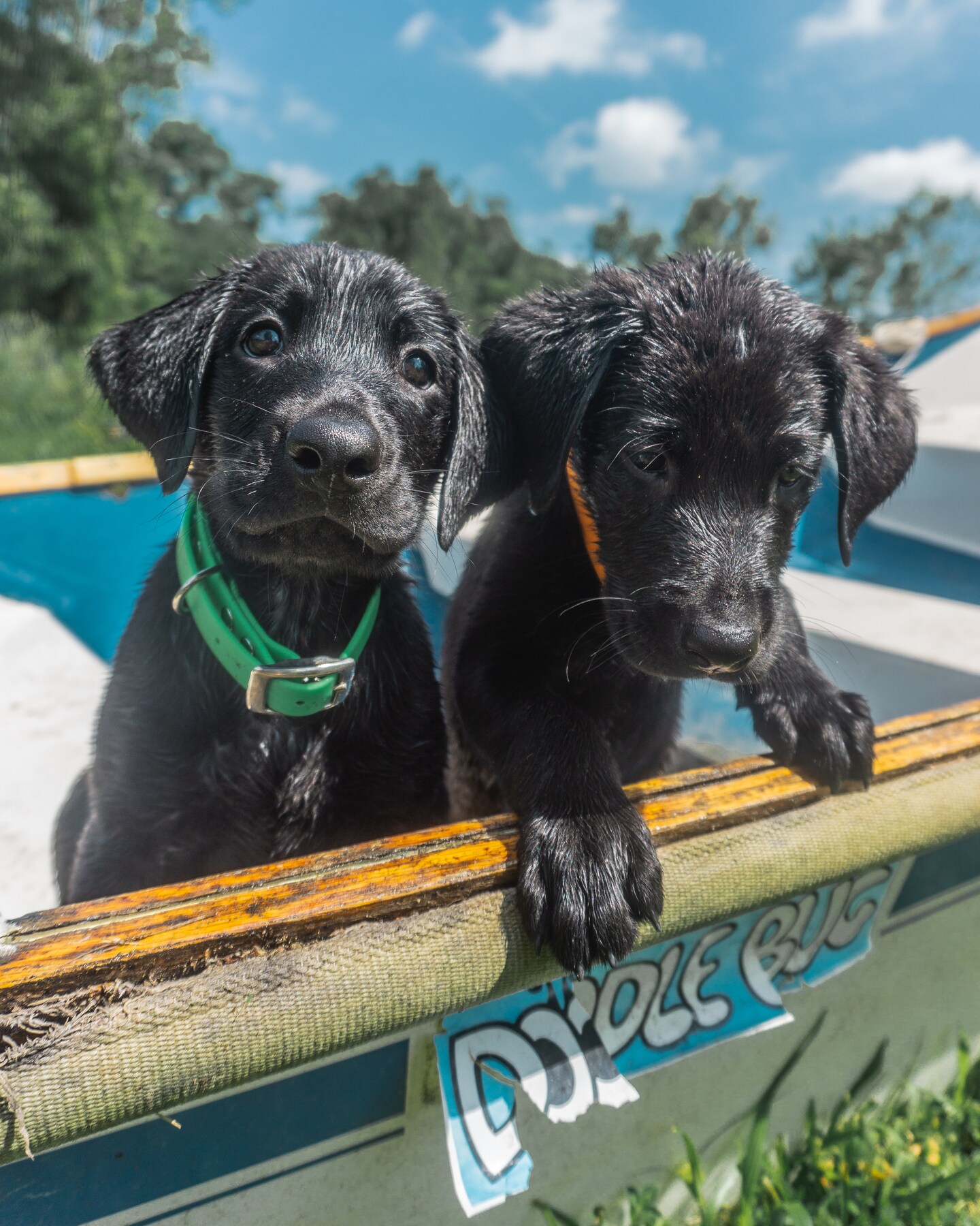 Adjustable Buckle Dog Collar, Five Eighths Inch Wide Biothane ...