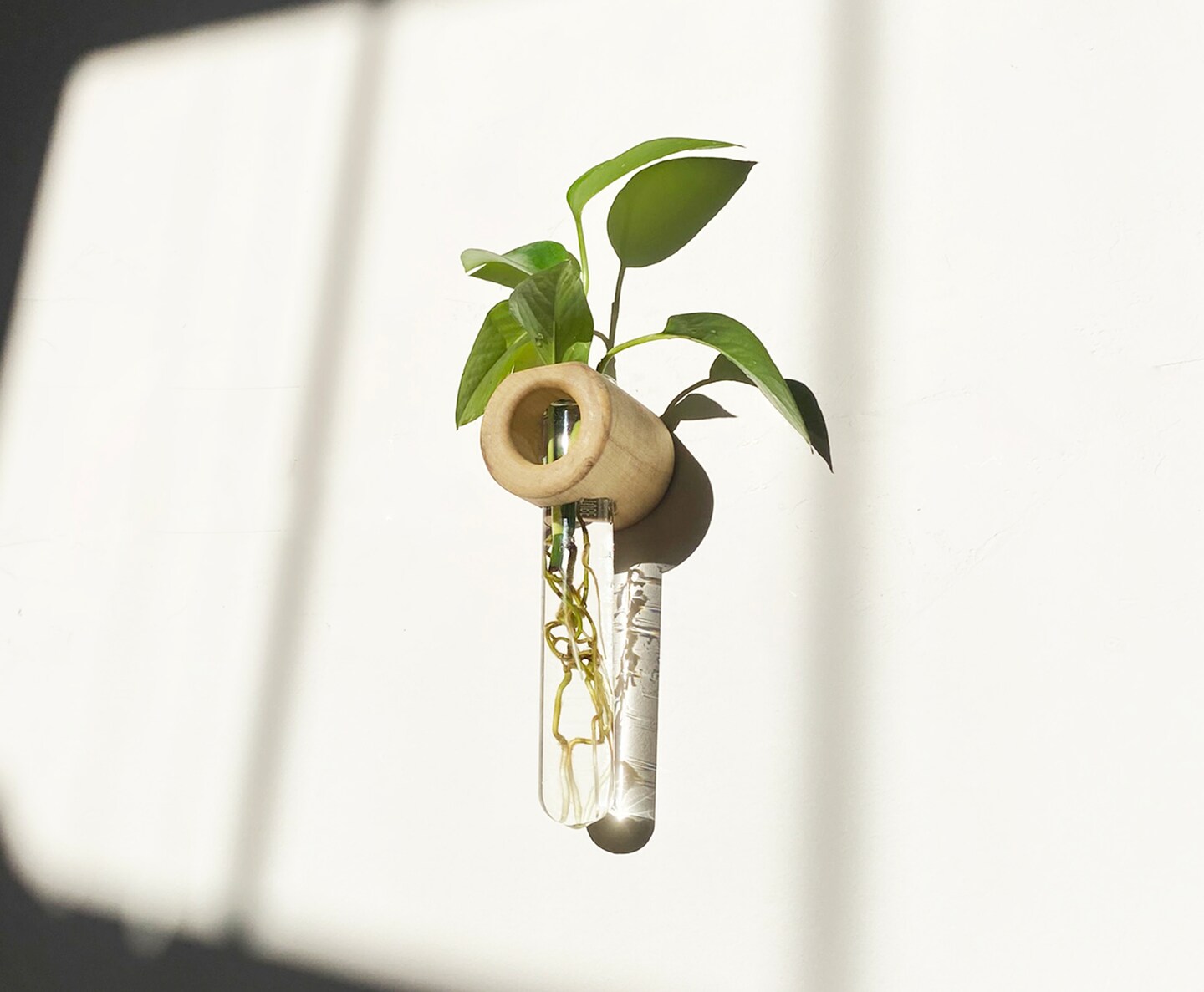 Wooden Wall Plant Propagation Piece | Wall Décor Propagation | Plant ...