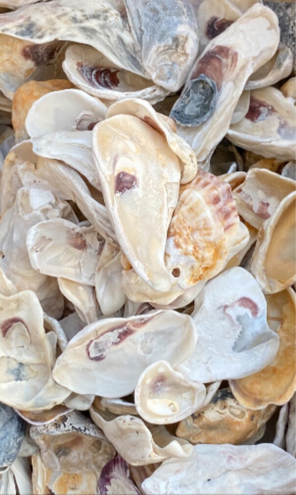 Florida Eastern Oyster Shells (Crassostrea virginica) | Max 6" | Bulk ...