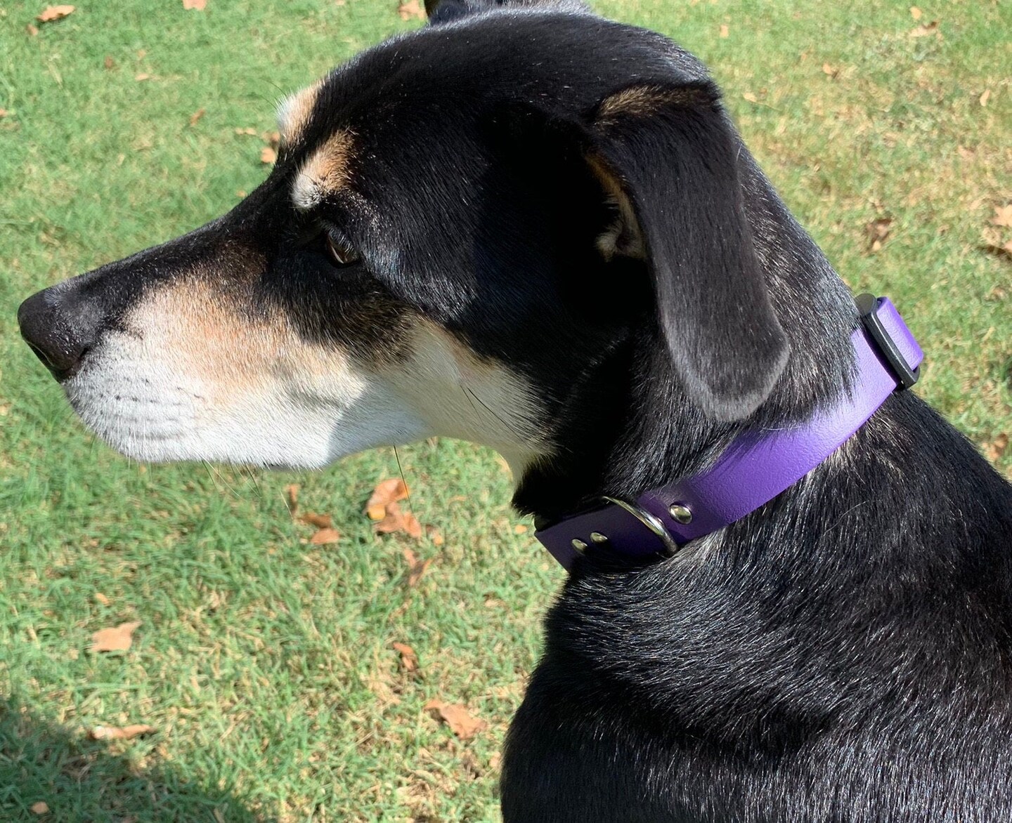 Quick Release Adjustable Dog Collar, Three Quarter Inch Wide Biothane ...