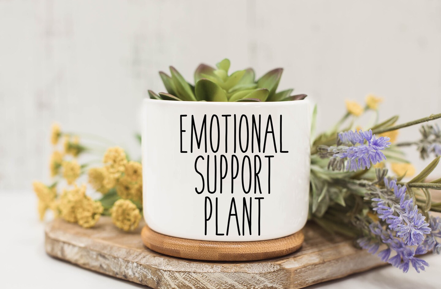 Emotional support plant, Succulent Pots, Succulent Planter with ...