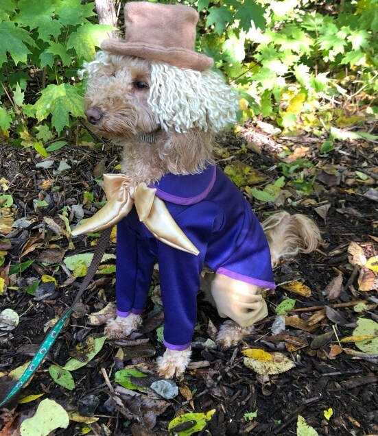Willie Wonka inspired dog costume, Charlie and the chocolate factory ...