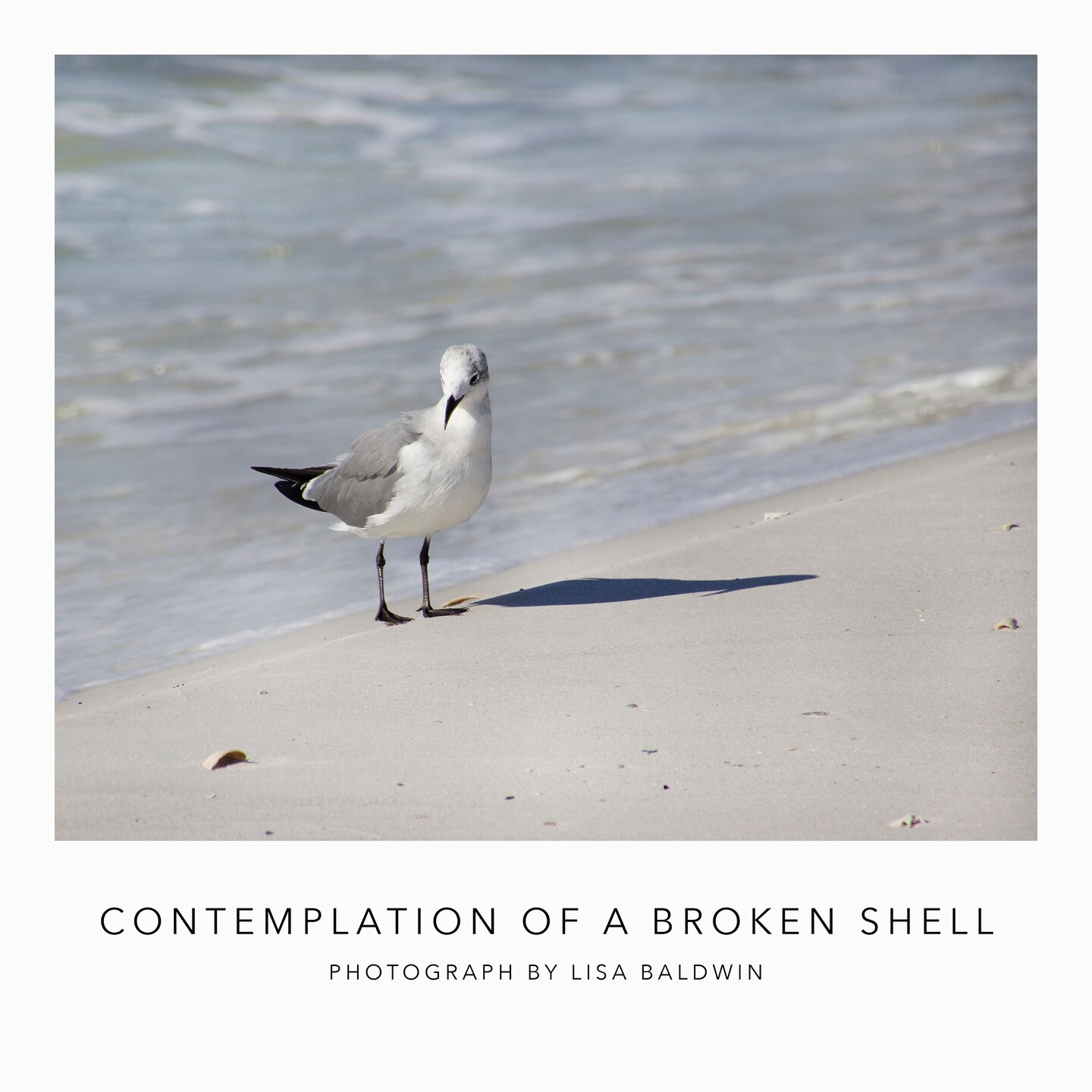 Seagull Contemplating a Broken Shell in the Sand - Nature Photo ...