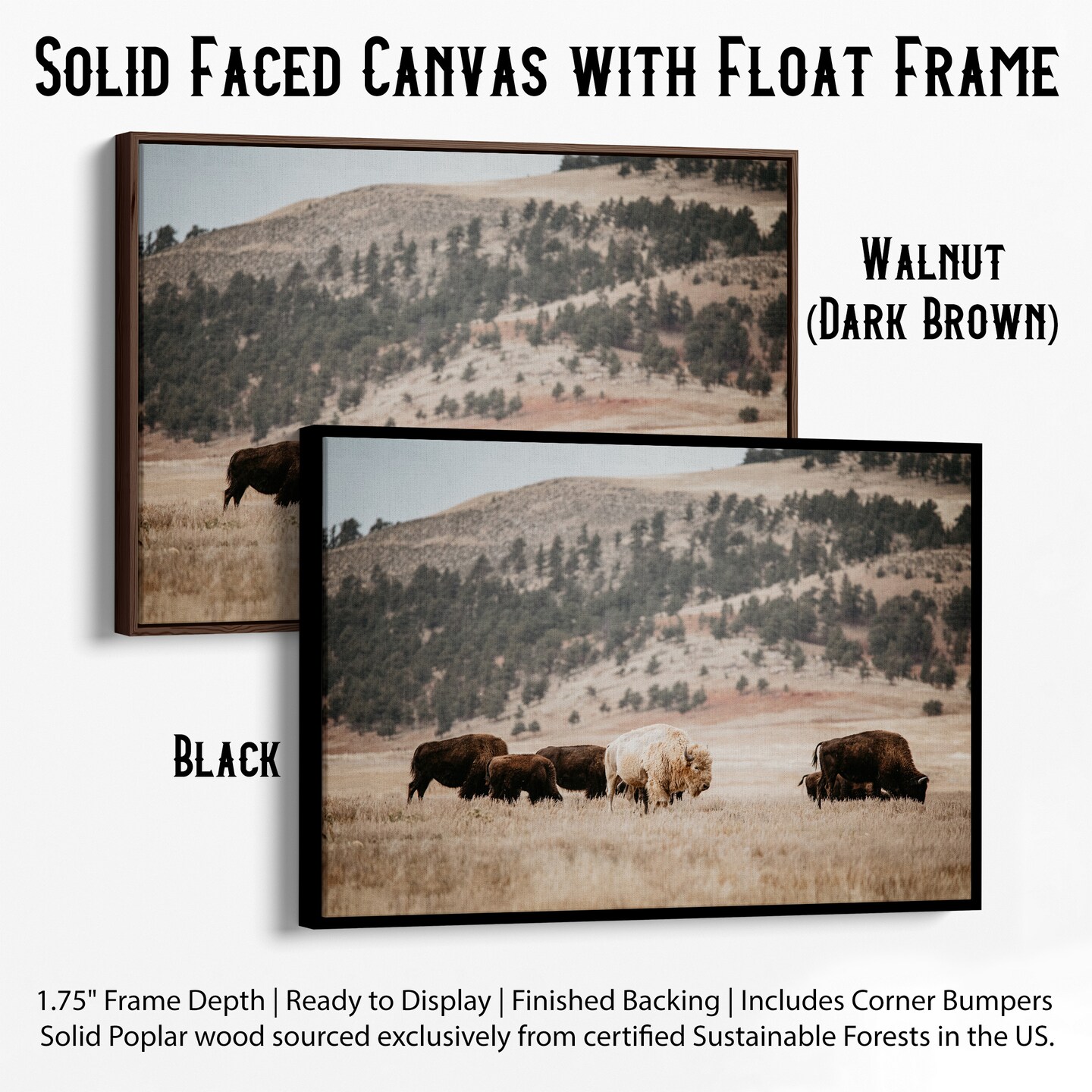 White bison, white buffalo art, spirit bison canvas, great white ...