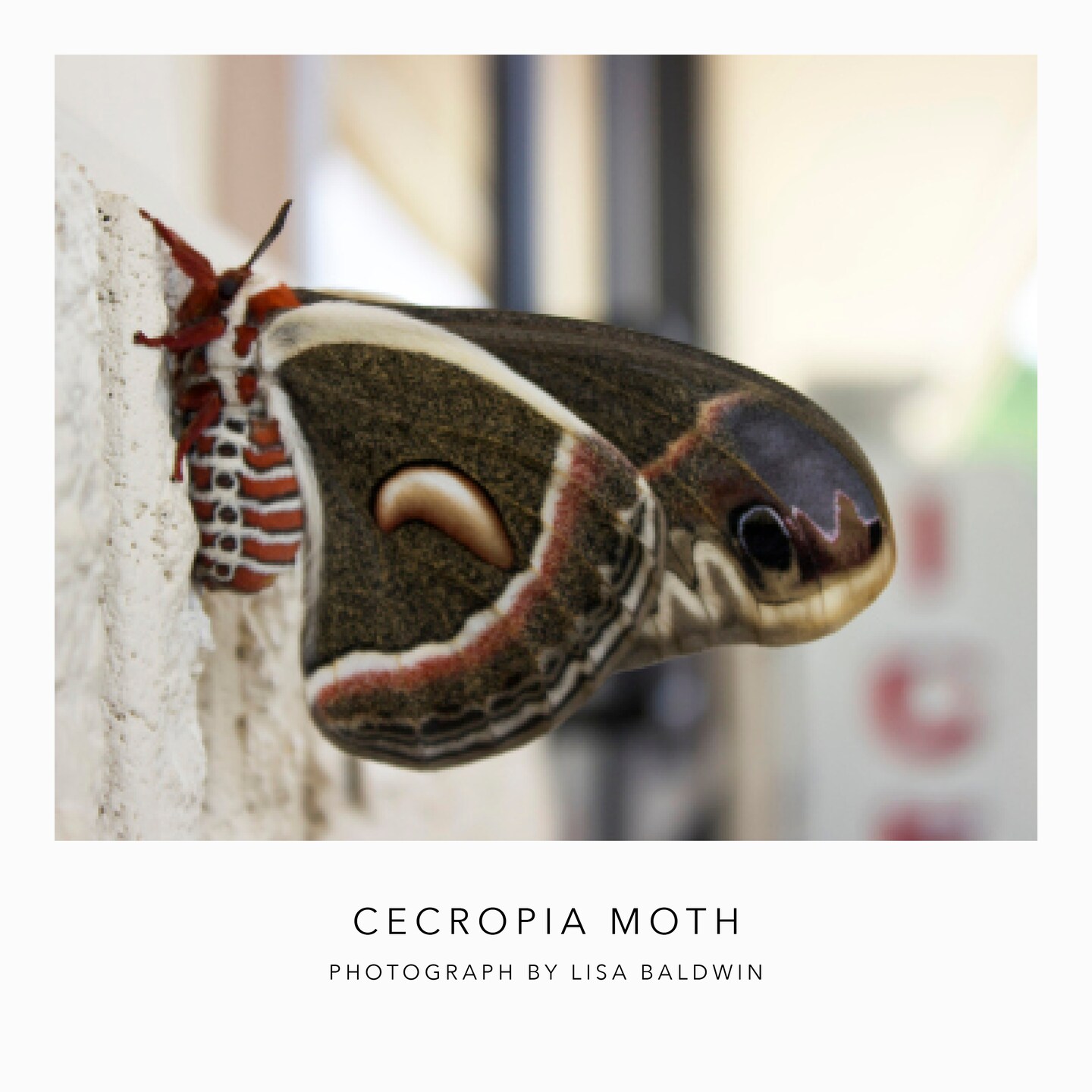 Photo of a Cecropia Moth at the Convenience Store - Large Fuzzy Silk ...
