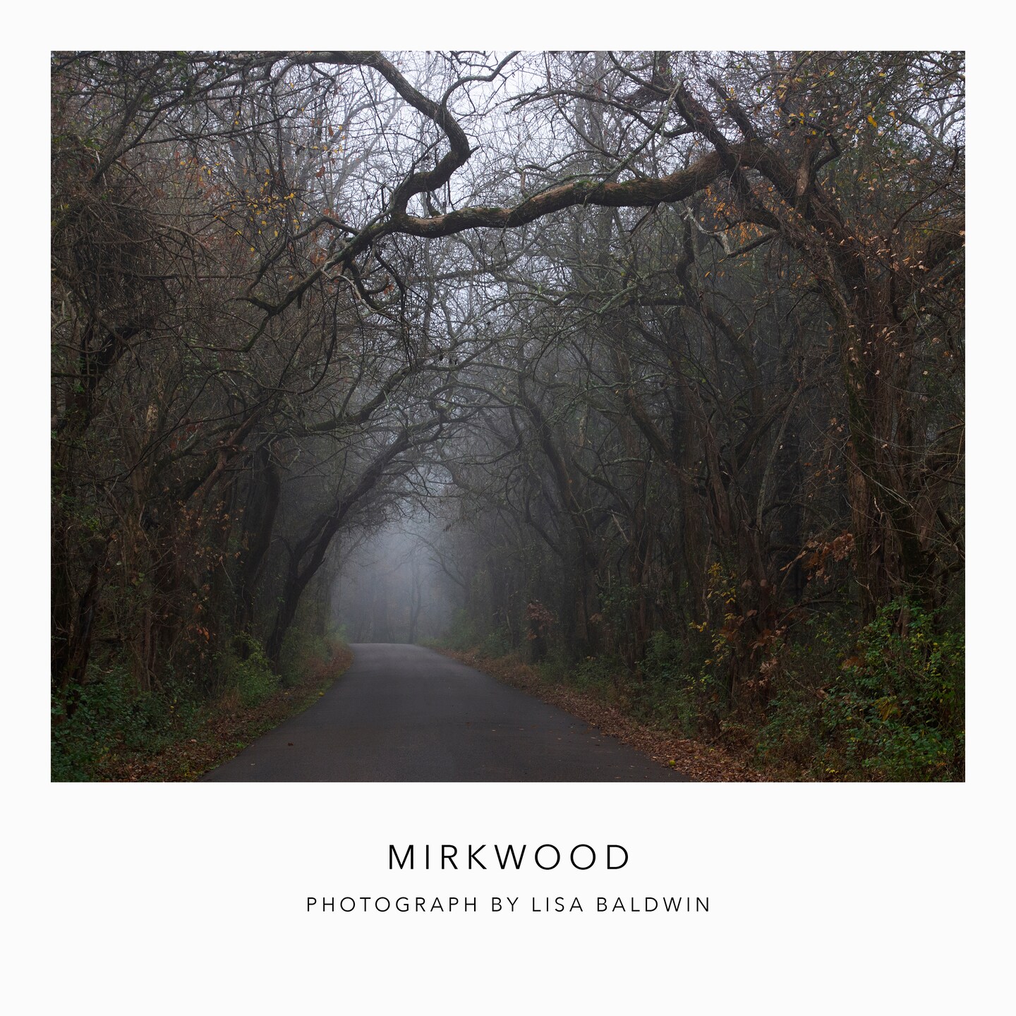 Dark Winding Road Photo - Path through Thick Tree Branches in the Fog ...