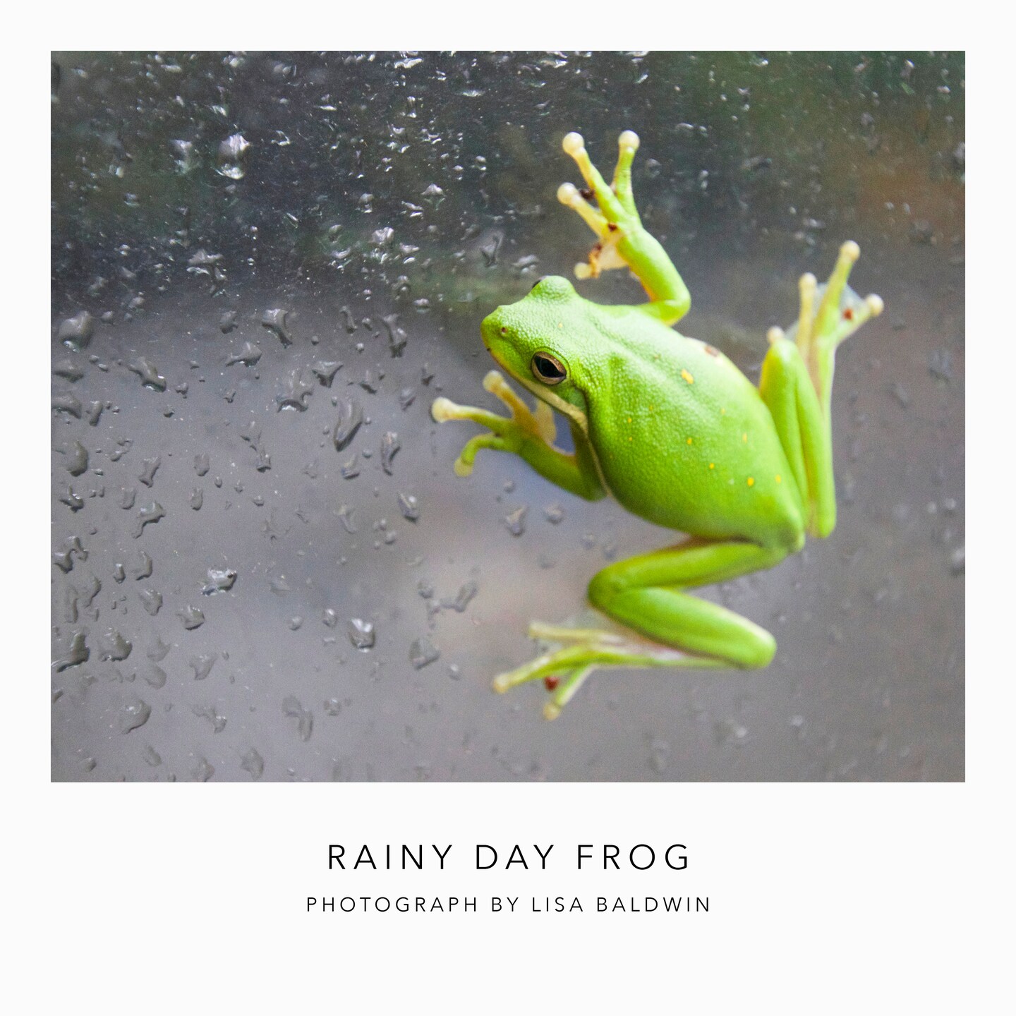 Rainy Day Frog Photo - Water Drops on Glass and a Bright Green Frog ...