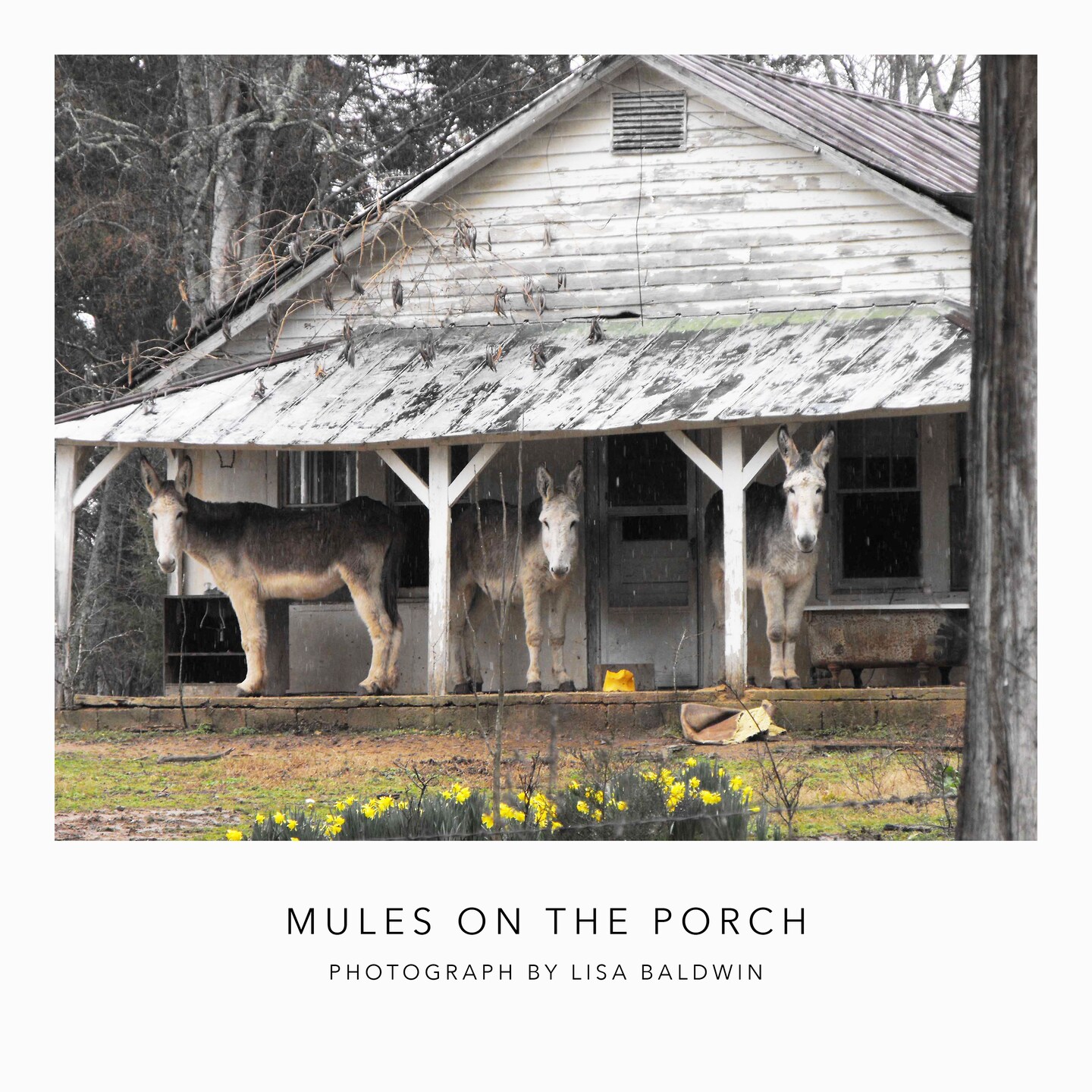 Mules on the Porch - Rustic Rural Photo - Rundown Farmhouse Print with ...