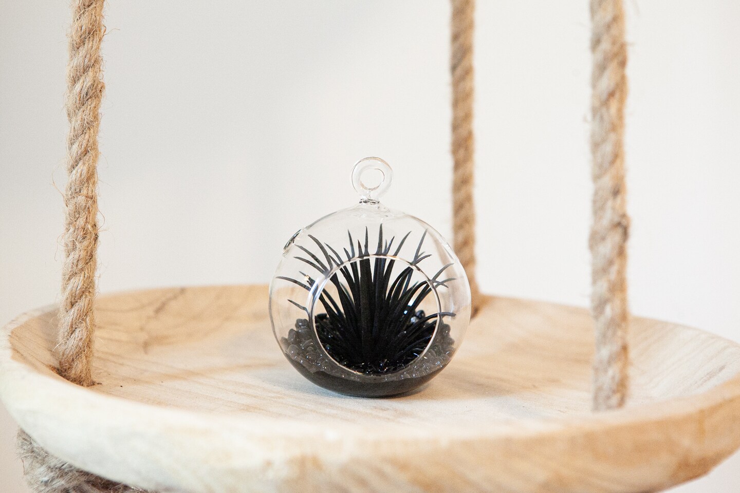 Small 3" Round Glass Terrarium with Black Pebbles and Black Air Plant ...