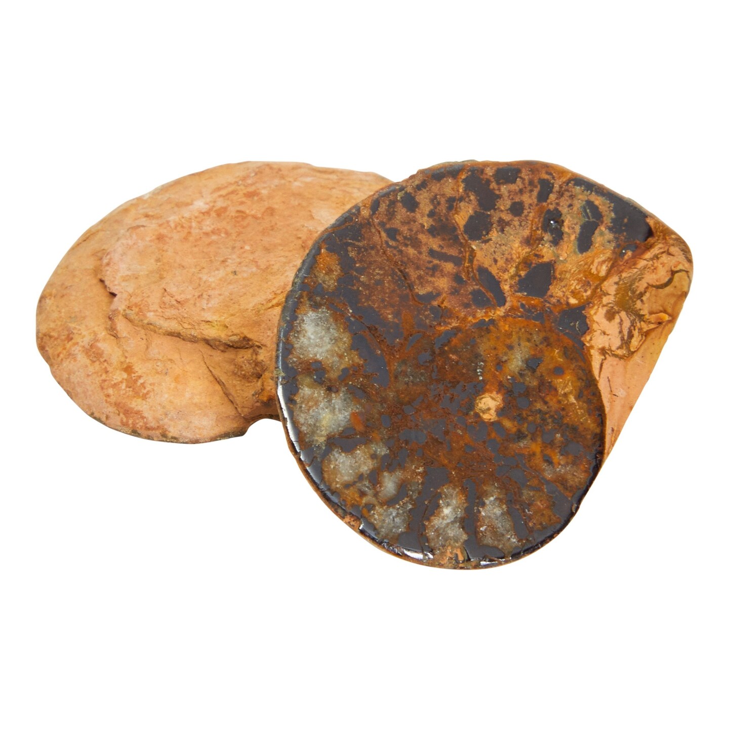 2 Pack Natural Ammonite Bone Replicas, Cephalopod Shell from Madagascar ...