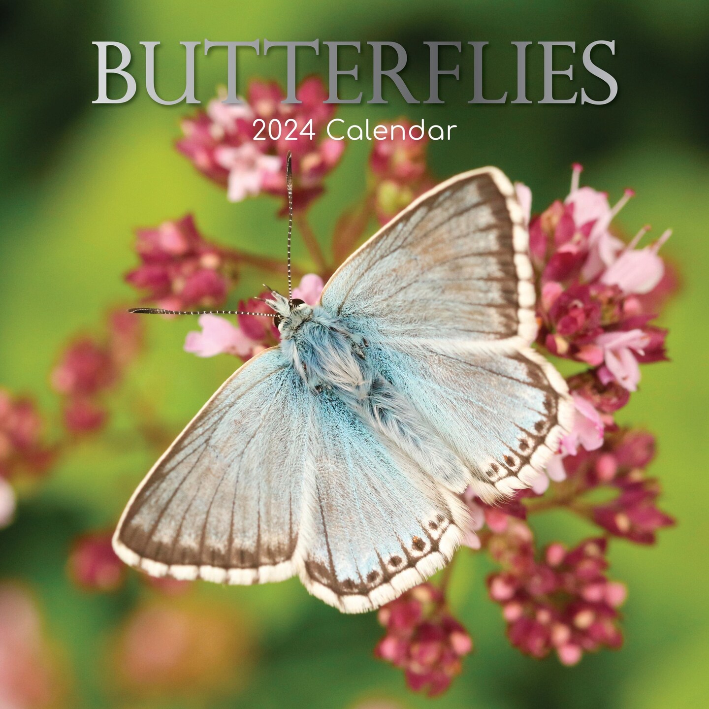 2024 Square Wall Calendar, Butterflies, 16-Month Animals Theme with 180 ...