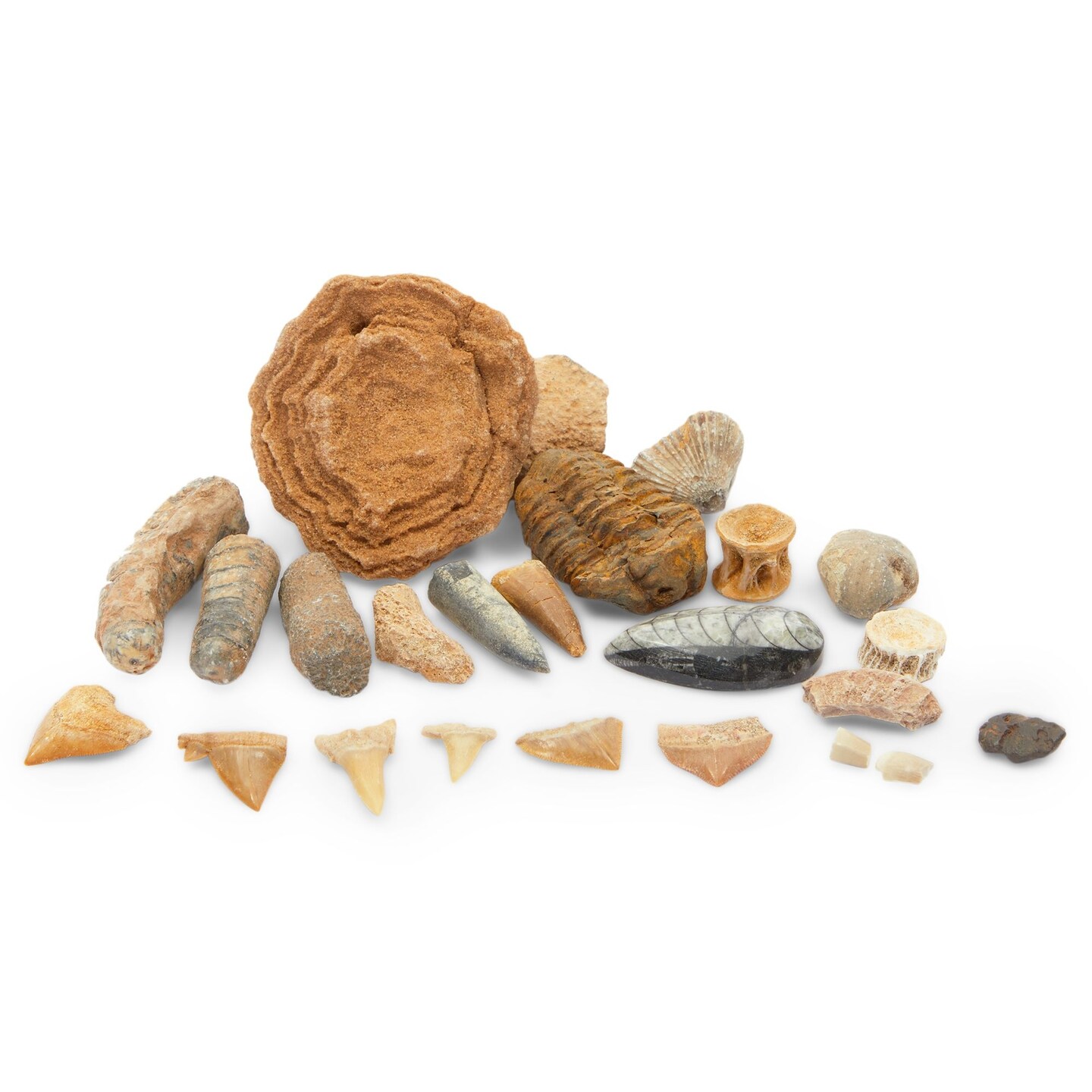 Dinosaur Bone Replica Dig Site Kit with Educational Cards for Kids (15 ...