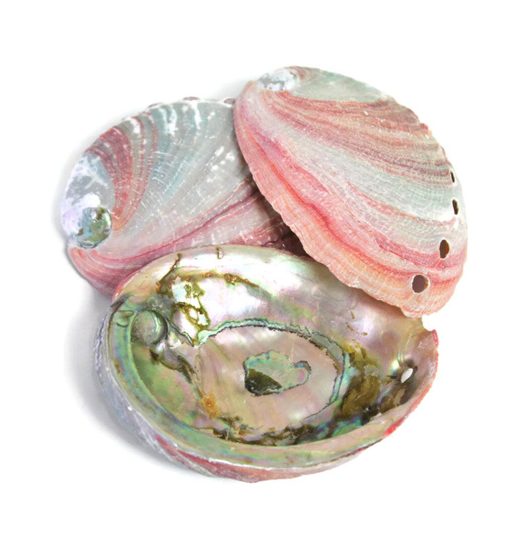 Pink Abalone Species