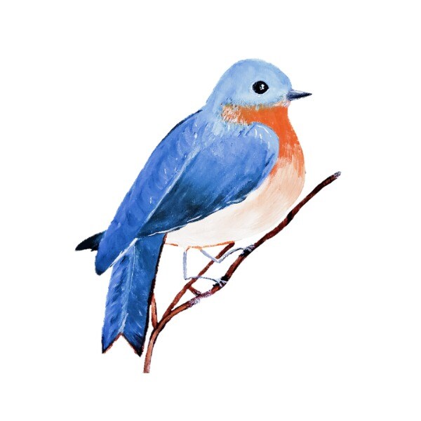 The Mountain Bluebird Co | Storefront | Michaels