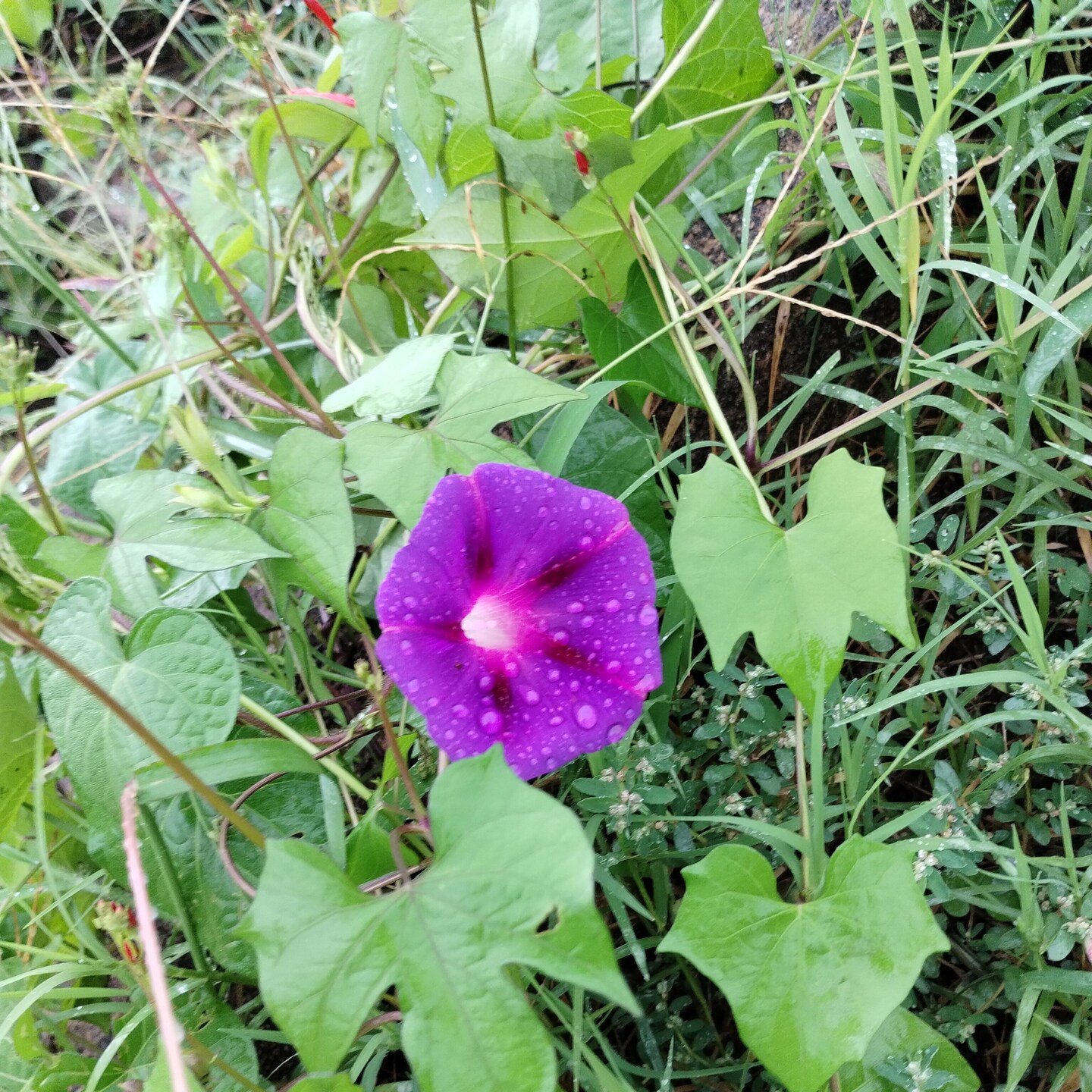 BusyBee | Storefront | Michaels