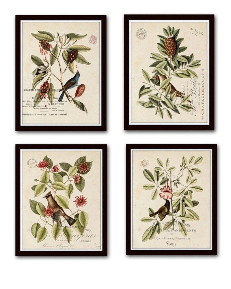 Vintage Bird and Botanical Print Set No.1, Giclee, Art Prints, Antique ...