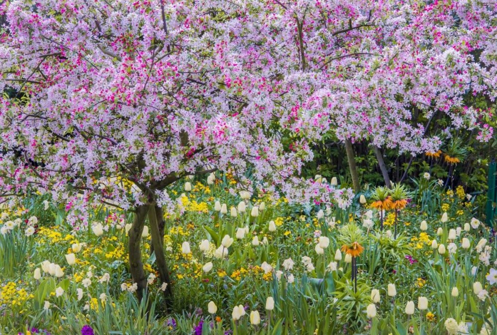 France, Giverny spring in Claude Monets garden by Charles Needle - Item ...