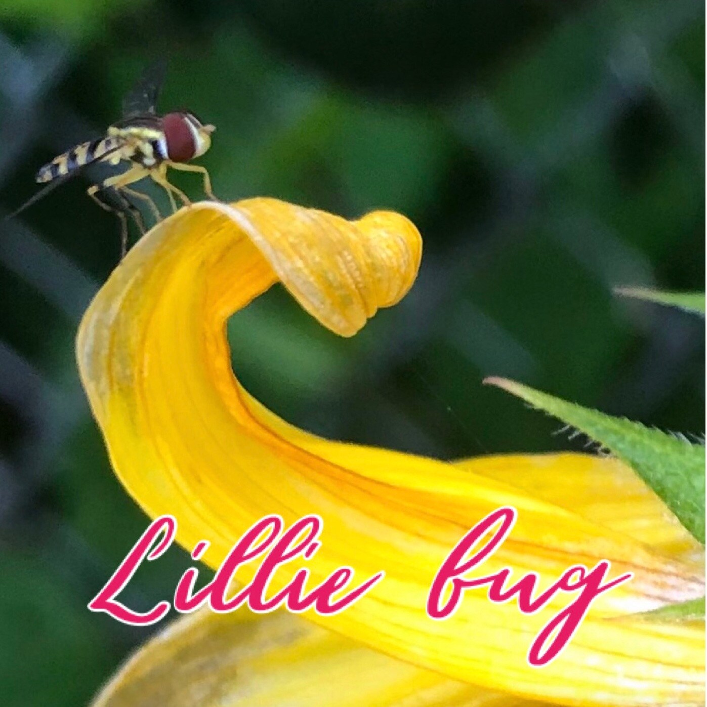 lillie bug Shoppe | Storefront | Michaels