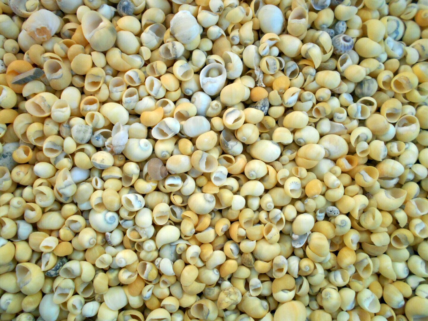 1/8 Inches Minor Littorina Micro Shells | Michaels