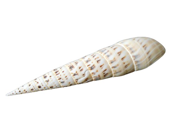 6 Inch Glossy Marlin Spike Seashell | Michaels