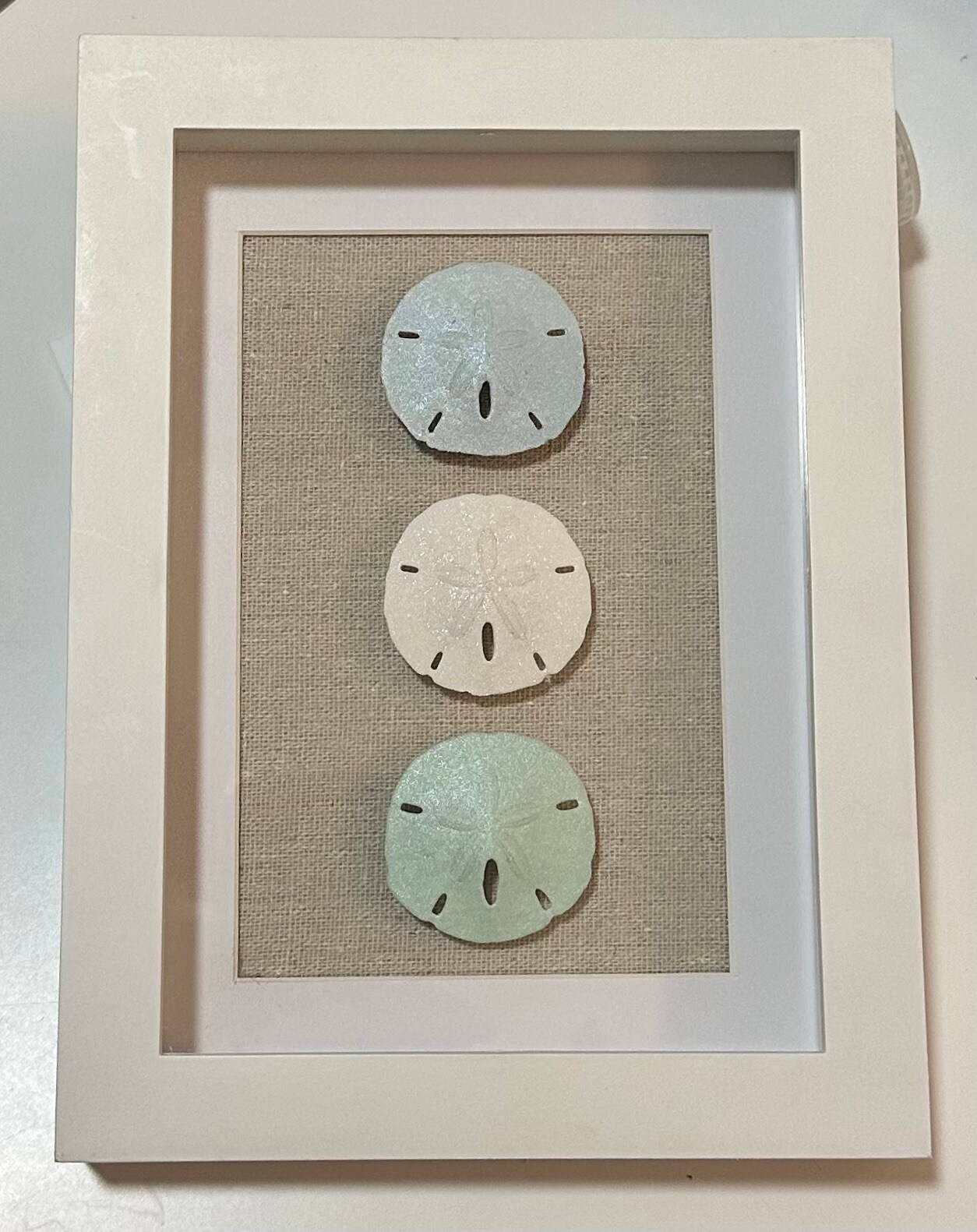 Real Florida Beach Sand Dollar Shadow Box; Coastal Home Wall Decor ...