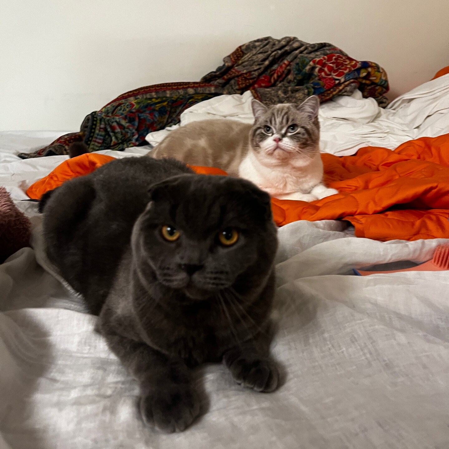 peachycat | Storefront | Michaels