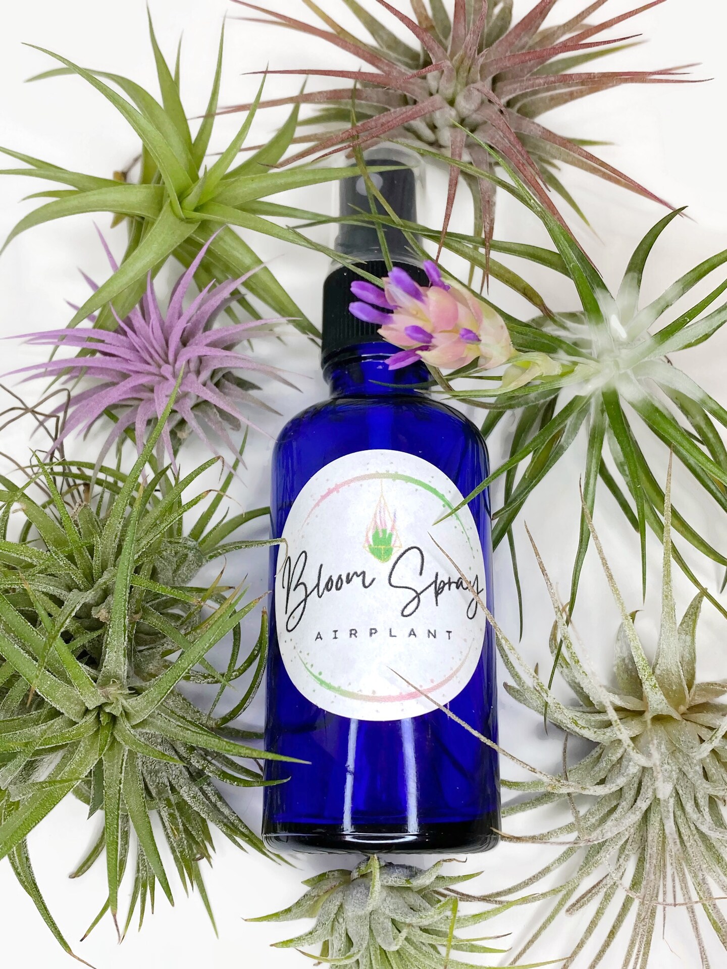 Bloom Spray Air Plant Food, Grow Tillandsia's Faster, Airplant, Air ...