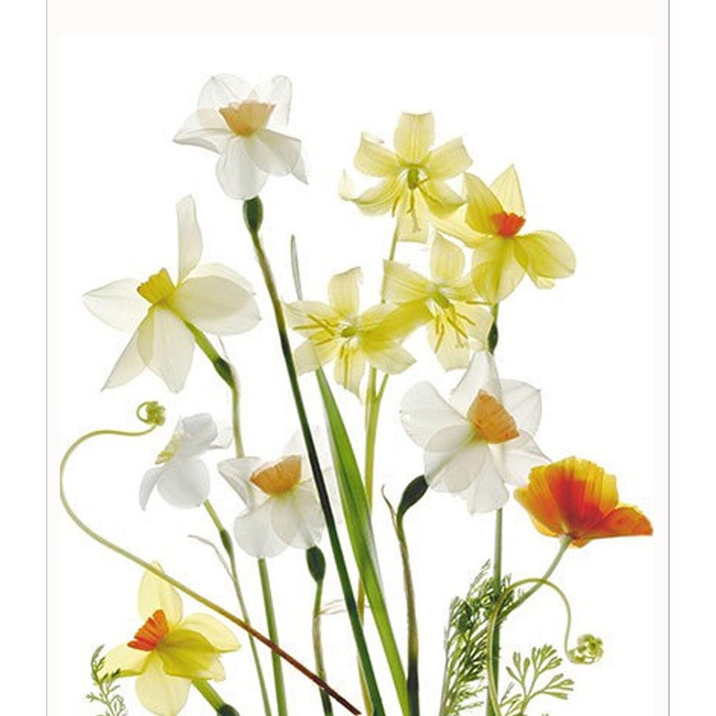 Think Spring, Yellow Daffodil Print, Pressed Flower Botanical Print ...