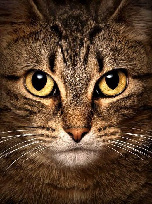 Wise Cat WD280 5.9 x 7.9 inches Crafting Spark Diamond Painting Kit ...