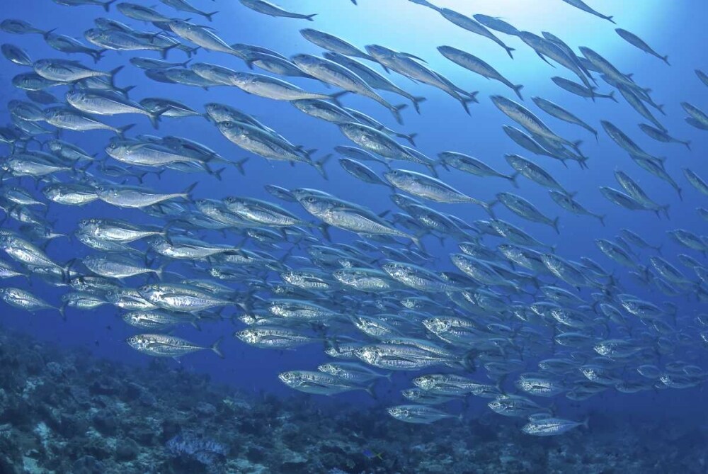 Indonesia, Papua Scad fish, tuna look-alikes by Jones Shimlock - Item ...