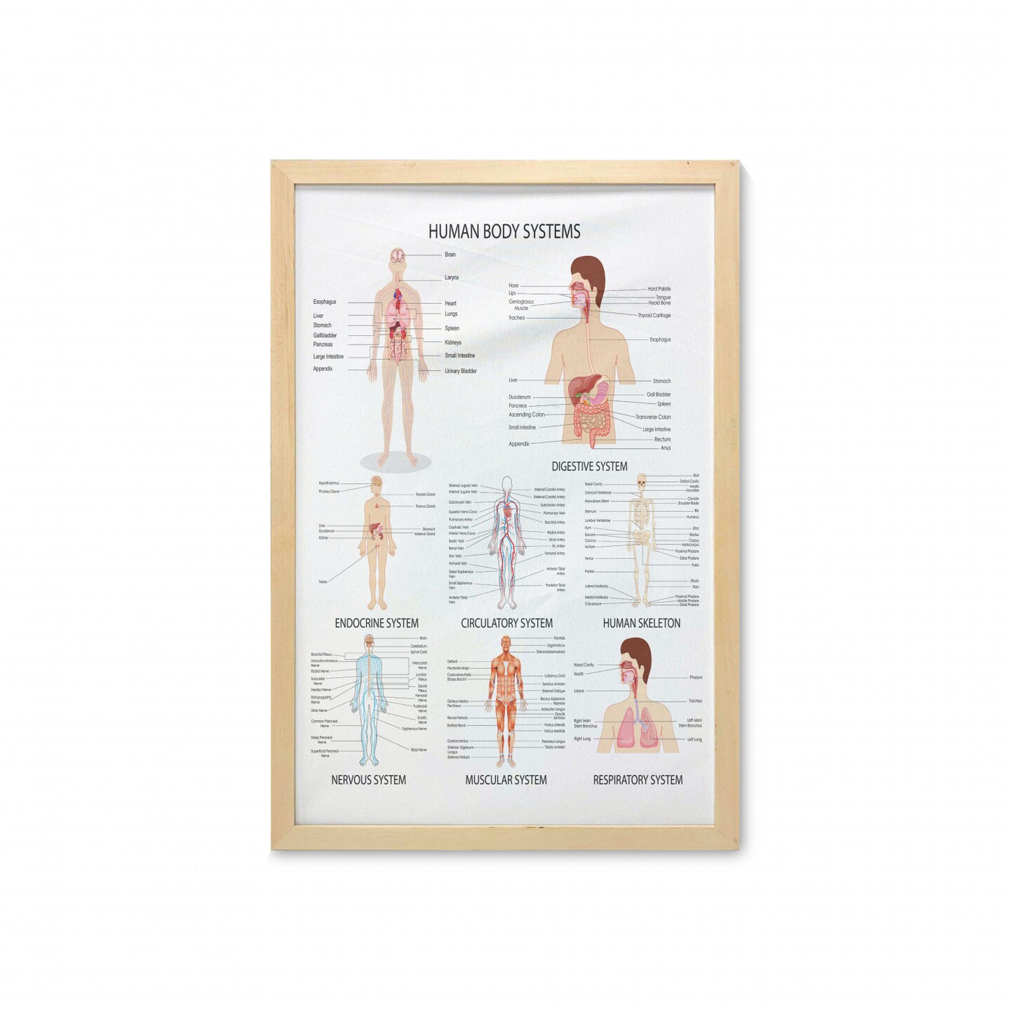 Ambesonne Human Anatomy Wall Art with Frame, Chart of Organs Body ...